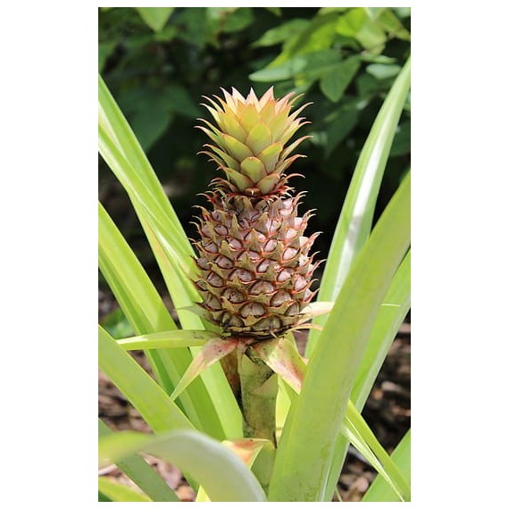 Achetez ananas online de l'Espagne | Tienda de Fruta