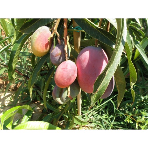 Irwin Mango kaufen | Tienda de Fruta