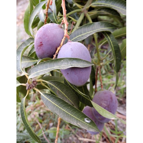 Enjoy the desired Irwin mango cultivated in Andalusia