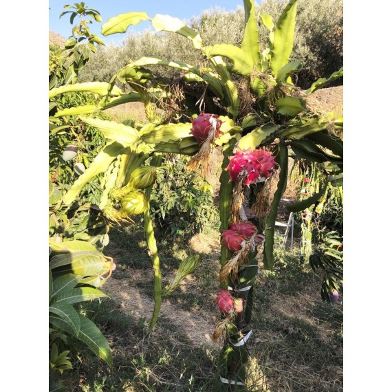 Fruta del dragón, pitahaya roja | Tienda de Fruta