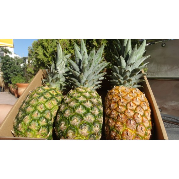 Achetez ananas online de l'Espagne | Tienda de Fruta