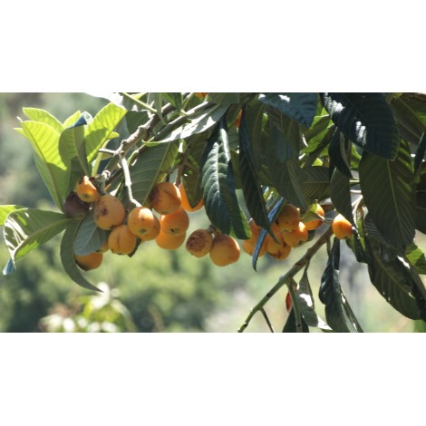 Nèfles de japon cultivés en Andalousie | Tienda de Fruta