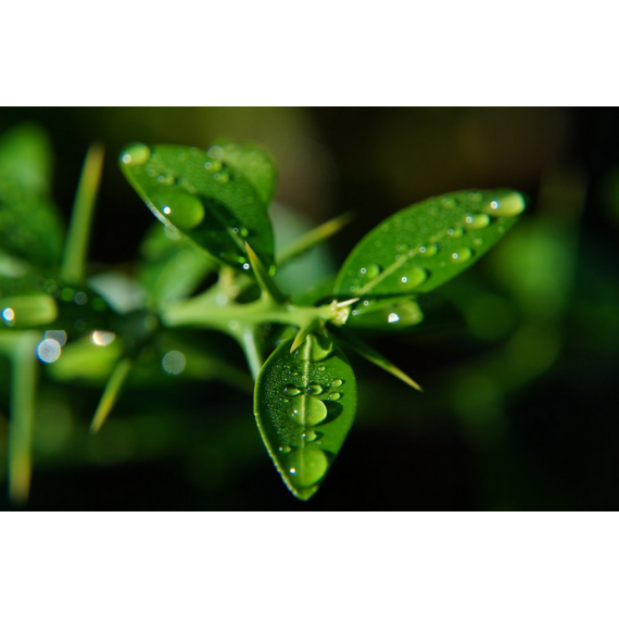 Finger limes | Tienda de Fruta