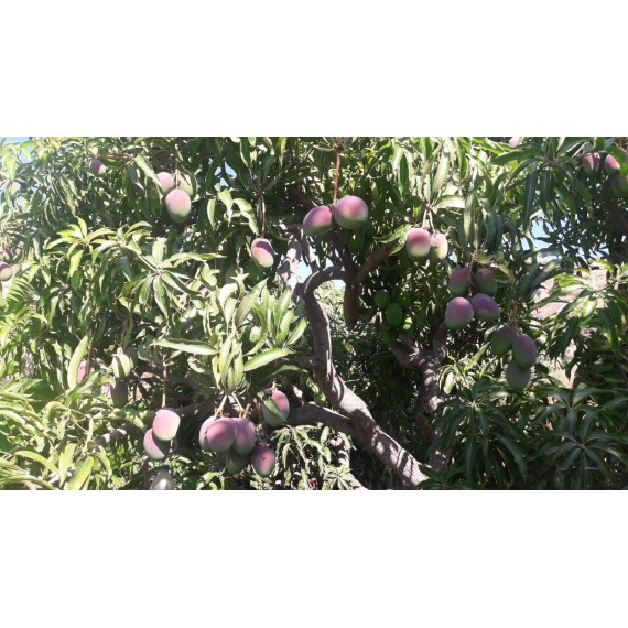 Comprar Mango Zill online | Tienda de Fruta