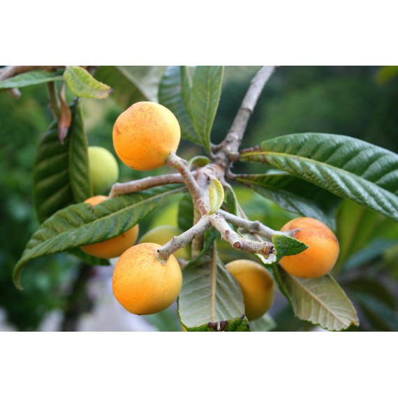 Nèfles de japon cultivés en Andalousie | Tienda de Fruta