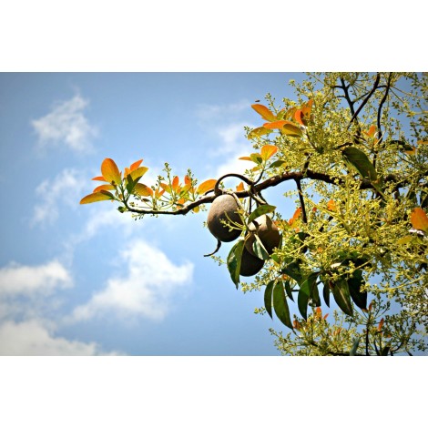 Sponsor an avocado tree in Spain | Tienda de Fruta