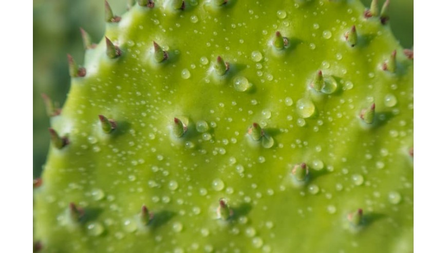 Nopal - Tienda de Fruta