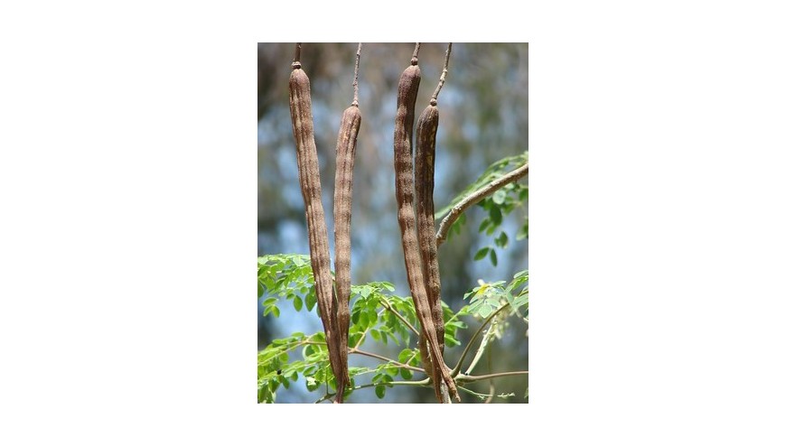 Moringa - Tienda de Fruta