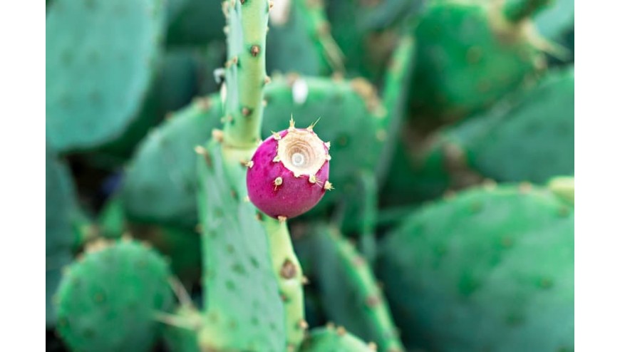 Como elegir un buen chumbo - Tienda de Fruta