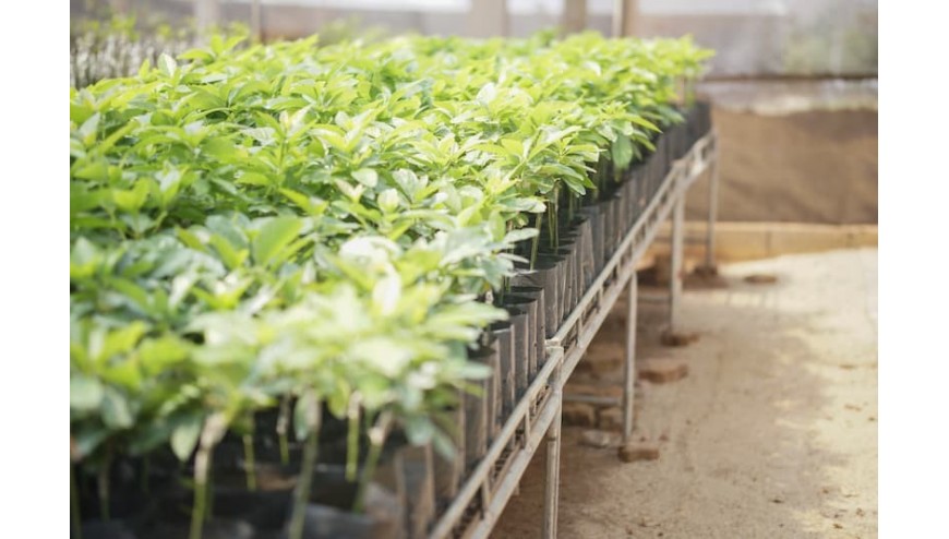 Aguacate Duke 7 - Tienda de Fruta