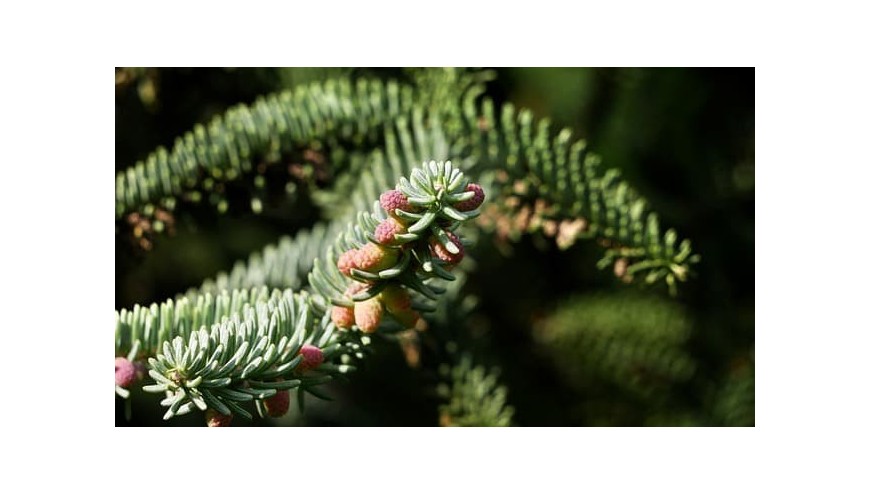 Pinsapo - Tienda de Fruta