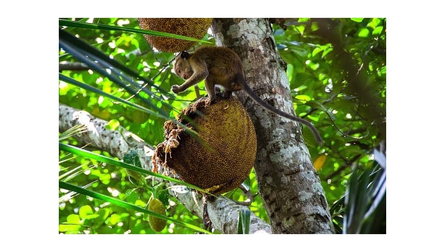 Artocarpus heterophyllus - Tienda de Fruta