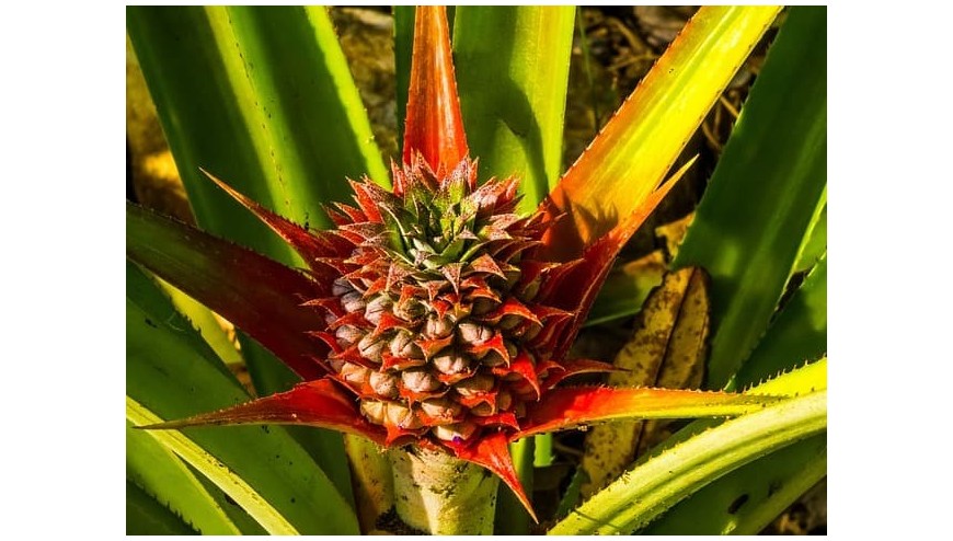 Piña Rosa - Tienda de Fruta